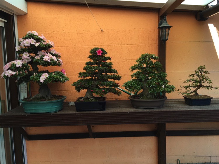 FleschBonsai Foto Galerij